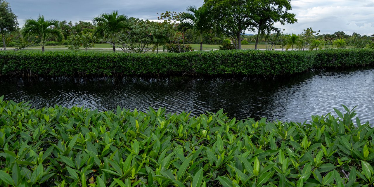 Developers Urged to Protect Belize’s Mangroves | WWF