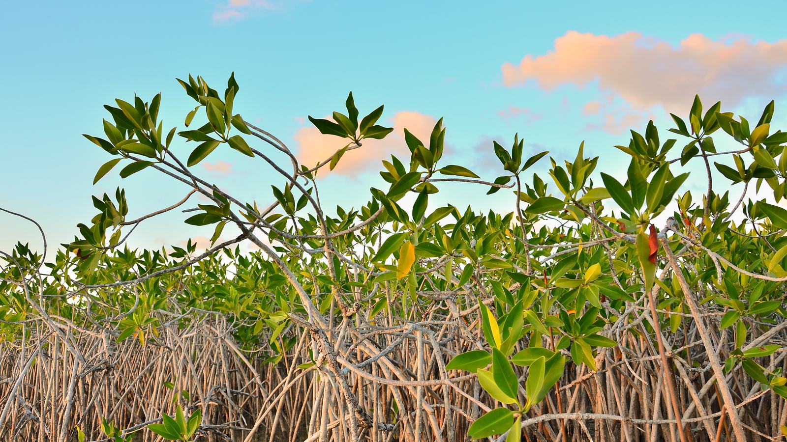 What are the takeaways from the latest global climate report? | WWF