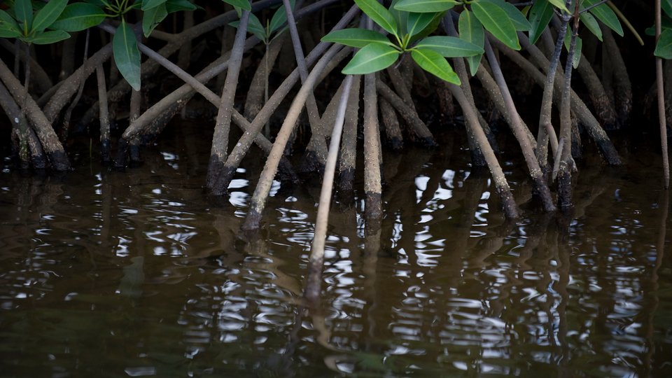 Protecting Coastal Habitats in Belize | WWF