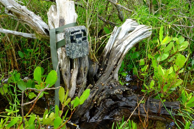 ManglarIA Uses AI to Protect Mexico’s Mangrove Ecosystems | World ...