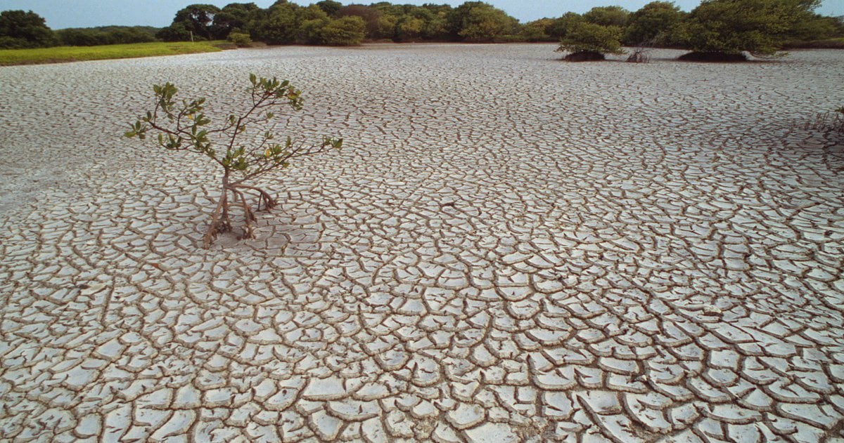 The Sixth Mass Extinction | World Wildlife Fund