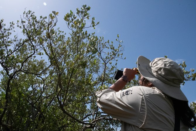 ManglarIA Uses AI to Protect Mexico’s Mangrove Ecosystems | World ...