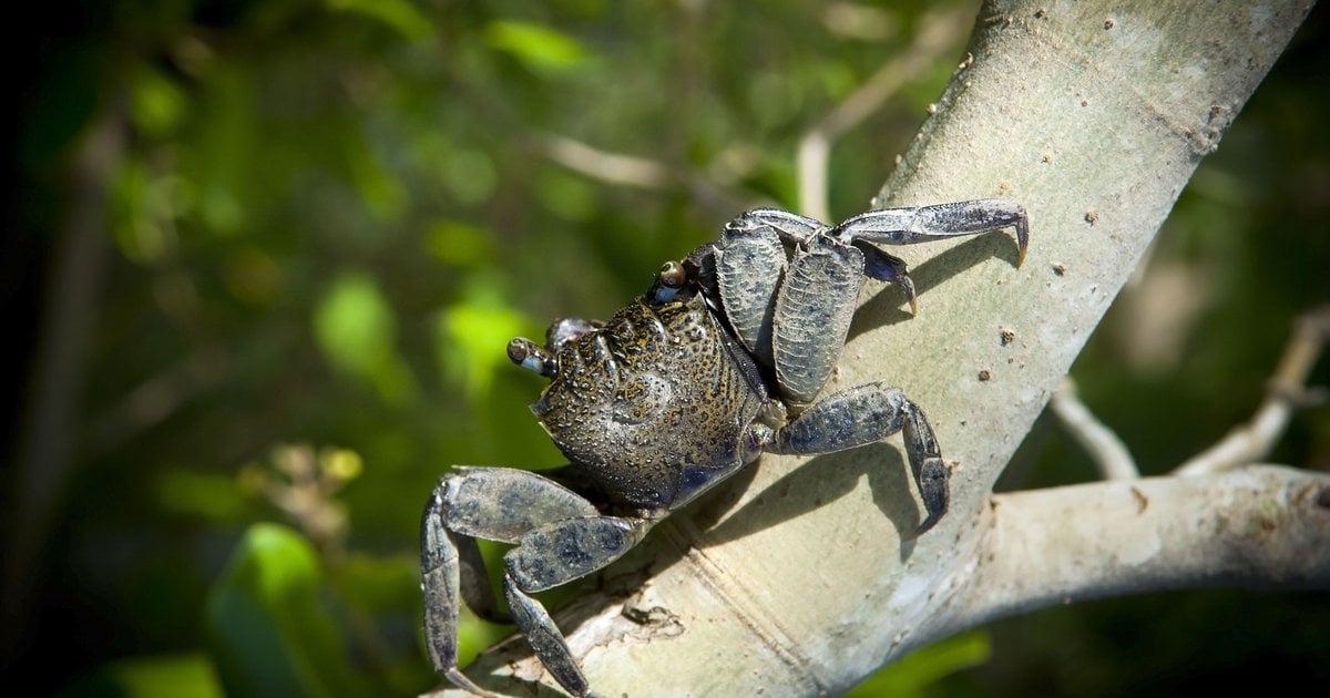 Life Among the Mangroves | World Wildlife Fund