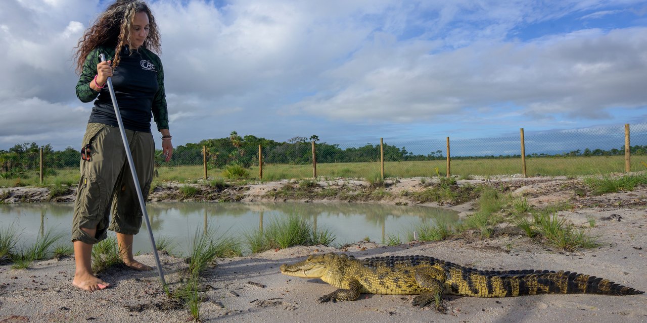 Healing community relationships with crocodiles | WWF