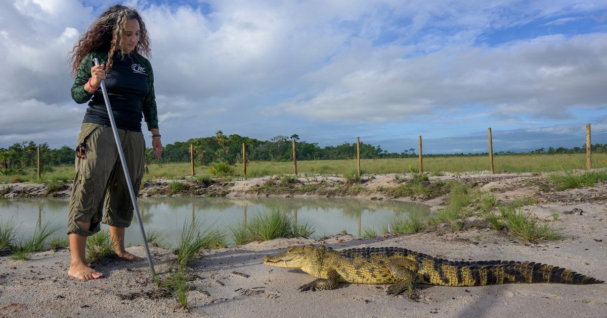Healing community relationships with crocodiles | WWF