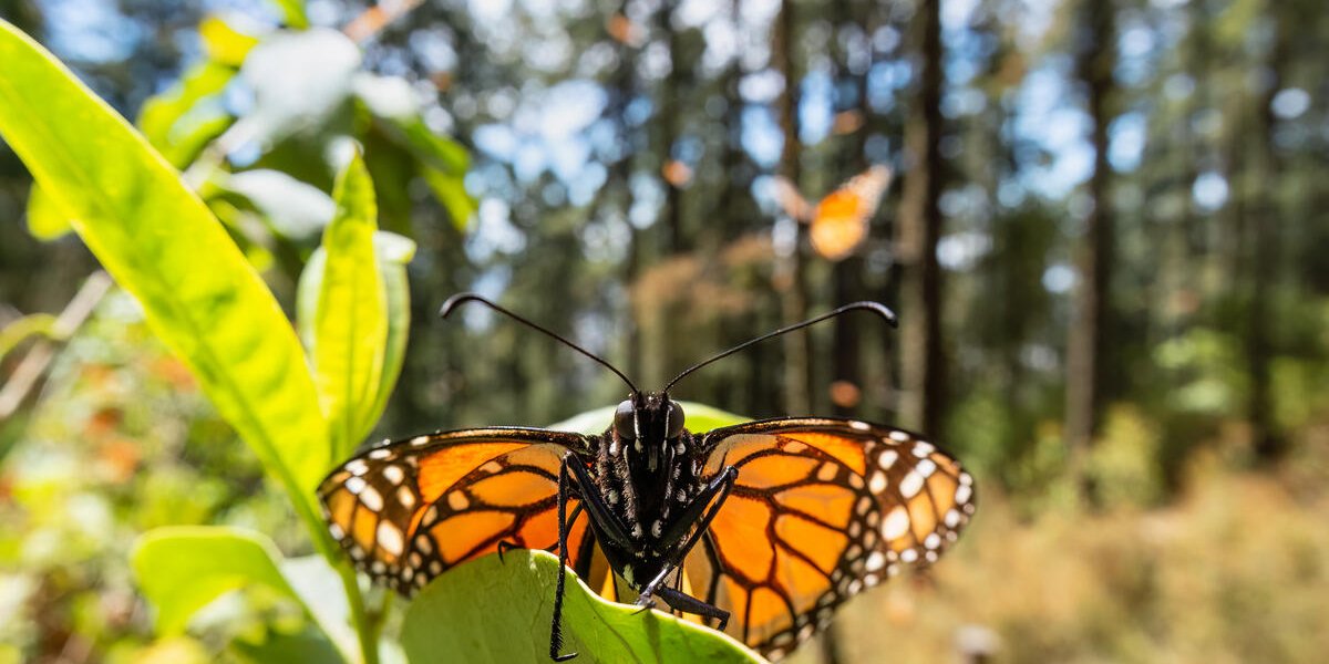 Eastern Monarch Butterfly Population Drops 59% | WWF | WWF