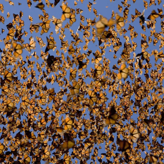 Monarch butterflies and climate change | World Wildlife Fund