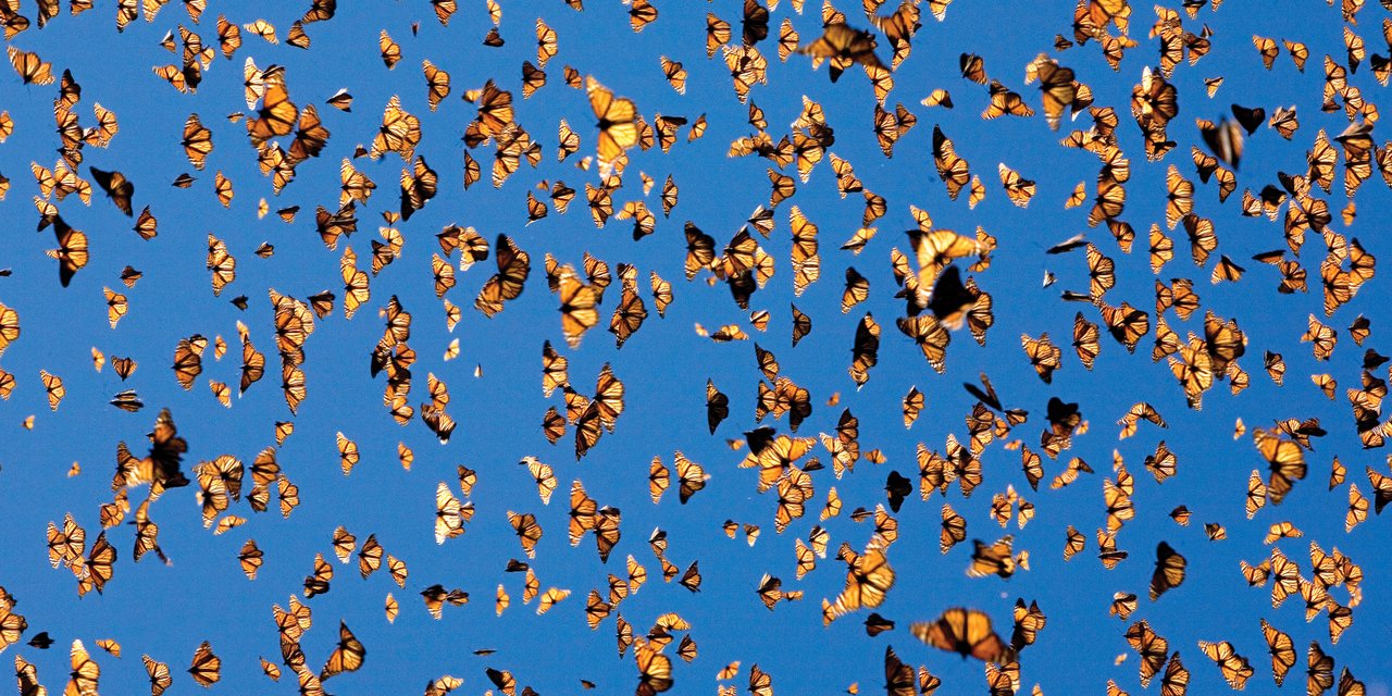 The Great Monarch Migration & Why It’s At Risk | World Wildlife Fund