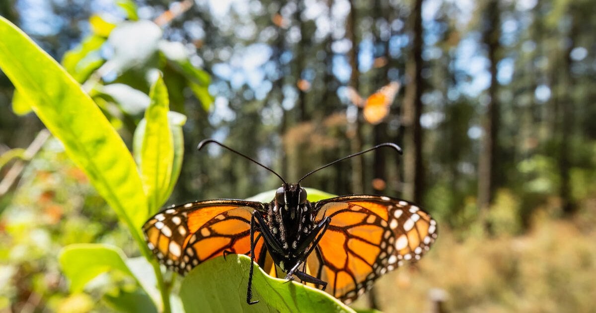 Eastern Monarch Butterfly Population Drops 59% | WWF | WWF
