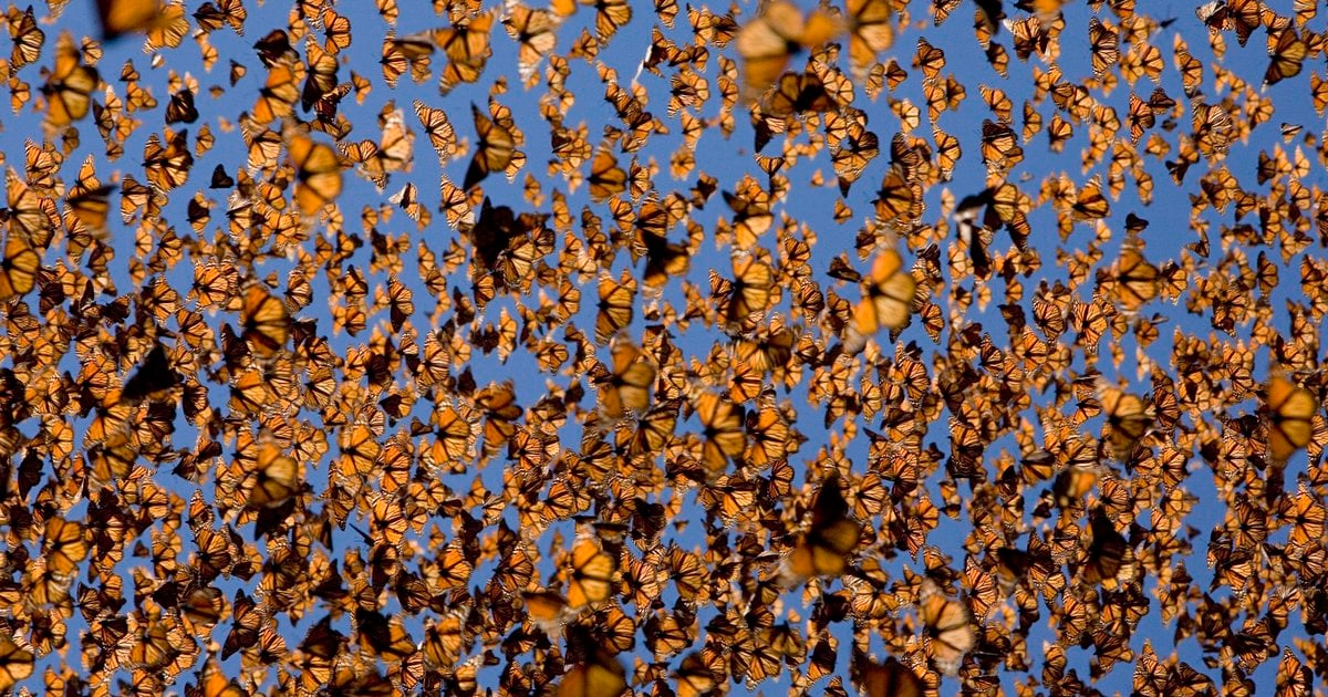 Monarch butterflies and climate change | World Wildlife Fund