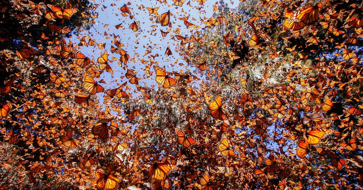 Witness the Monarch Migration With WWF in Mexico | World Wildlife Fund