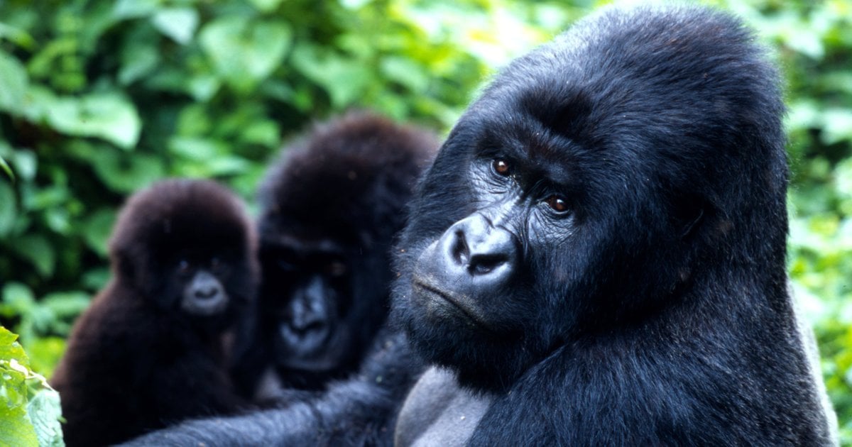 Wildlife Adaptation to Climate Change | World Wildlife Fund