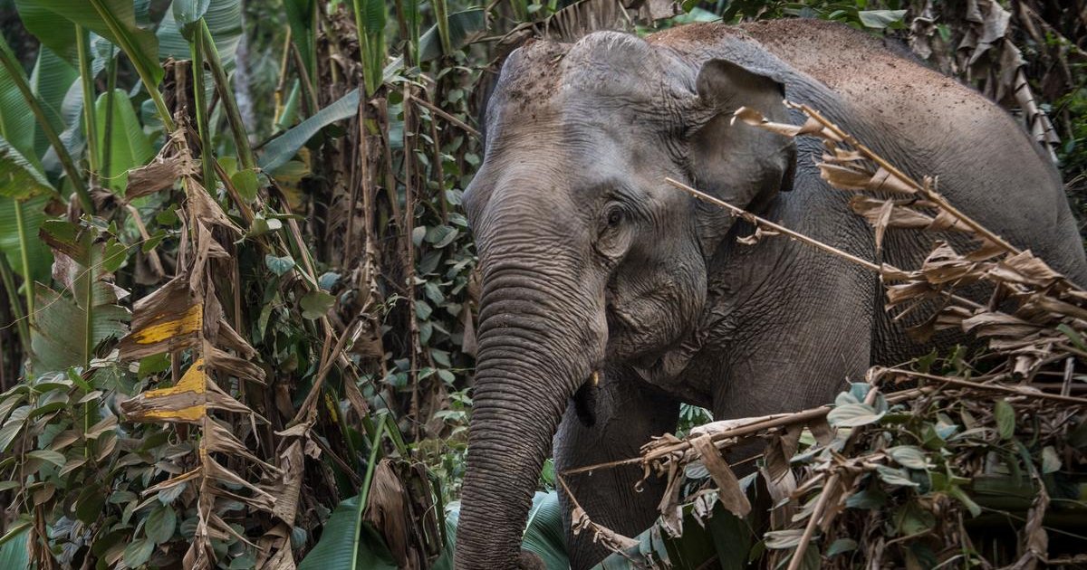 Restoring Elephant Habitat Through Enrichment Planting | World Wildlife ...