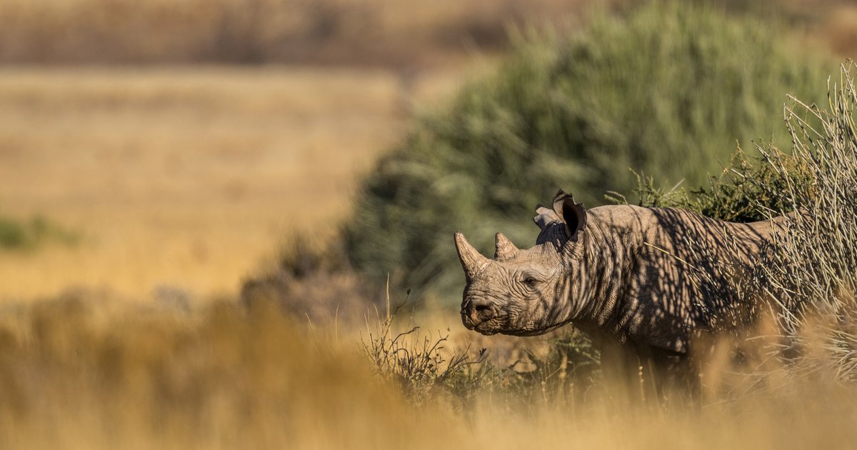 World Wildlife Magazine | Summer 2023 | World Wildlife Fund