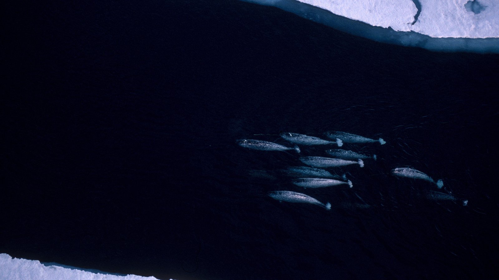 Unicorn of the Sea: Fascinating Narwhal Facts | World Wildlife Fund