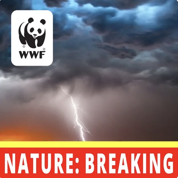 Why the Amazon Rainforest Matters to Us All | World Wildlife Fund