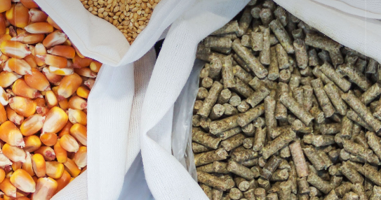 Solutions to Meet the Need for Feed | World Wildlife Fund
