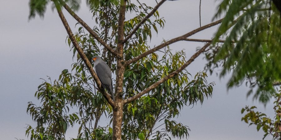 Rare bird New Britain Goshawk photographed for first time | WWF