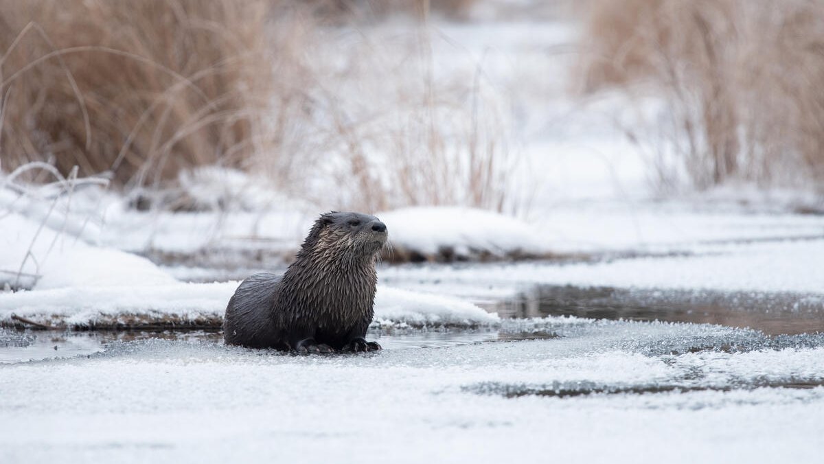 Winter Wildlife Watching Tips and Species to Spot | World Wildlife Fund
