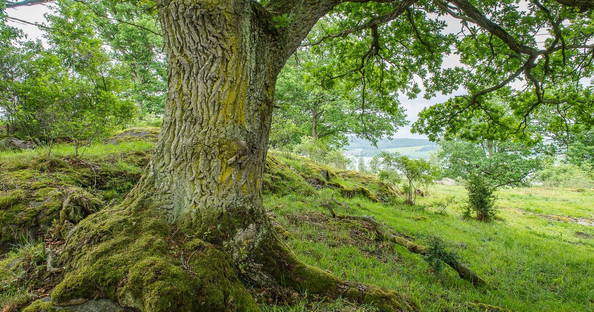 How HP & WWF Are Working Toward a Forest-Positive Future | World ...