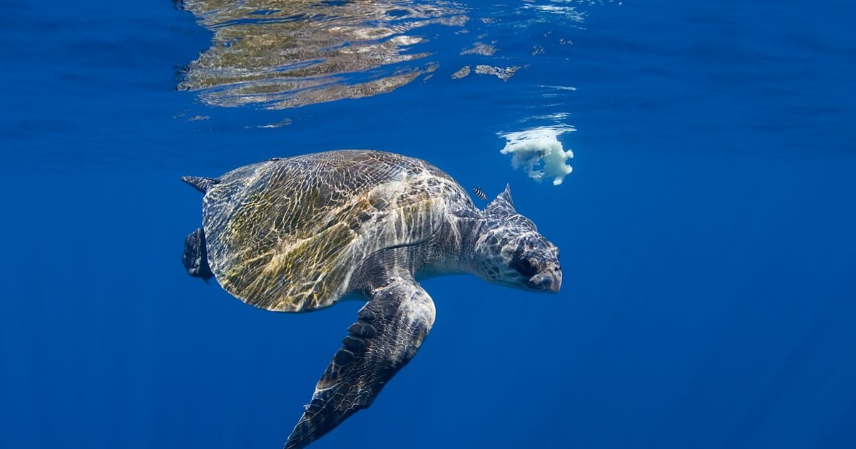 Olive Ridley Turtle | World Wildlife Fund