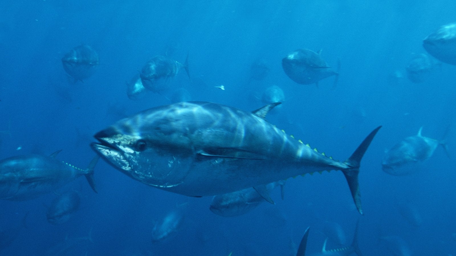 What Is Overfishing World Wildlife Fund
