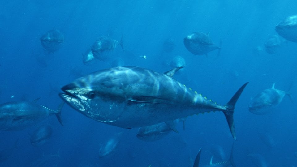 What Is Overfishing World Wildlife Fund
