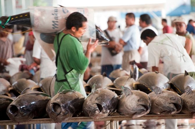 What Is Overfishing World Wildlife Fund