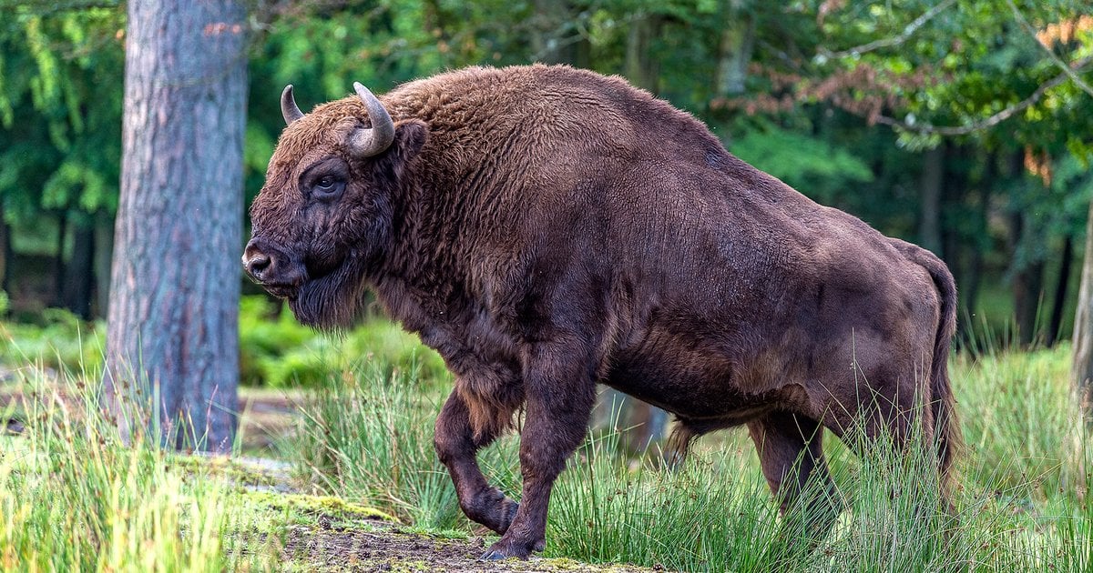 Connecting Wildlife Across Fragmented Habitats | World Wildlife Fund