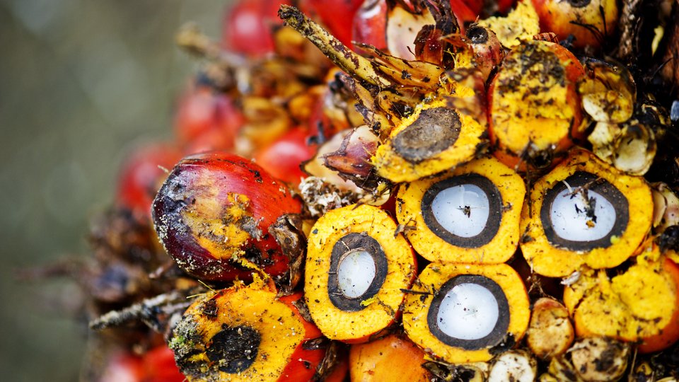 It’s time to stop trading away nature | World Wildlife Fund