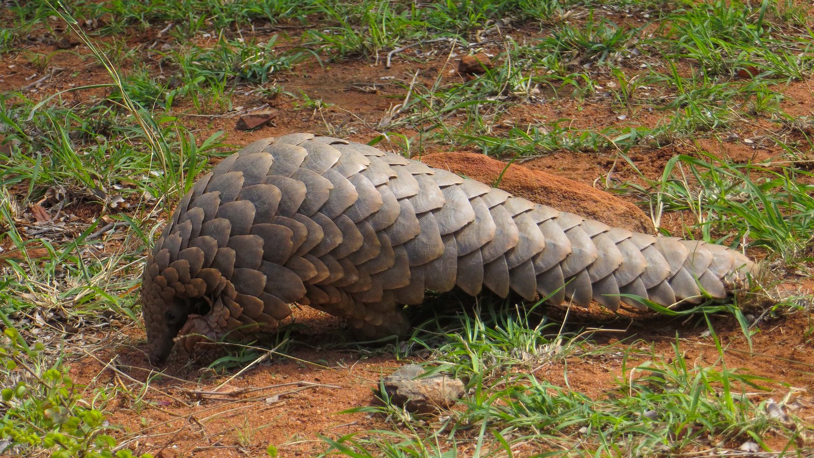 Pangolin | WWF