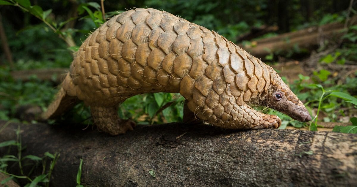 WWF Tackles Online Wildlife Trafficking with Tech & Policy | World ...