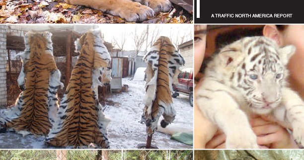 Paper Tigers: The Role of the U.S. Captive Tiger Population in the ...