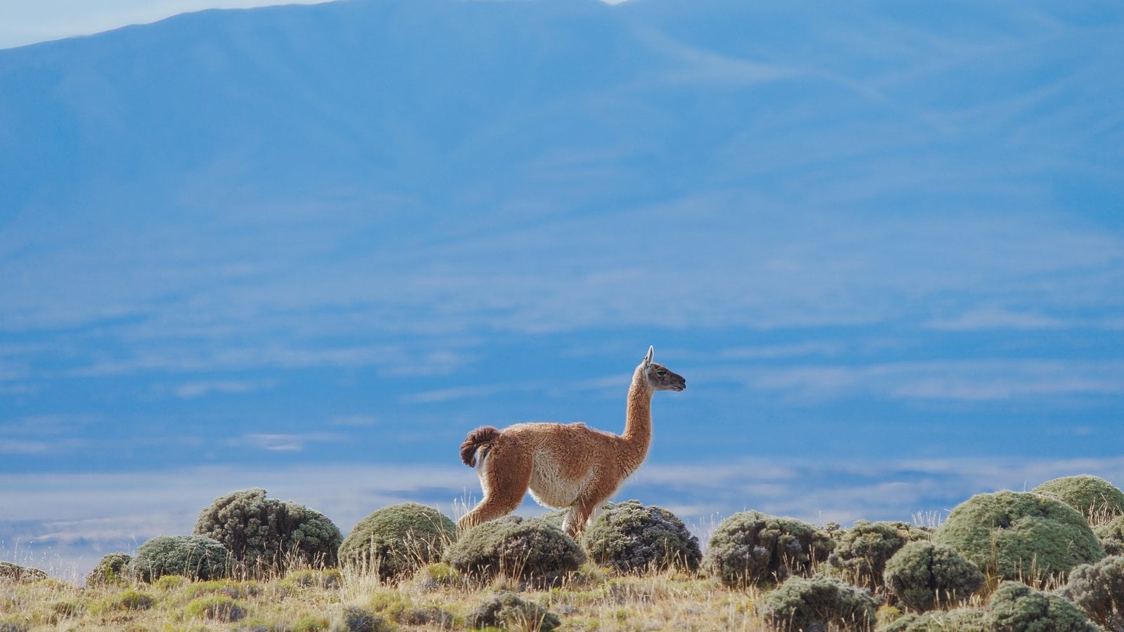 Exploring Patagonia’s Wild and Diverse Landscapes | WWF