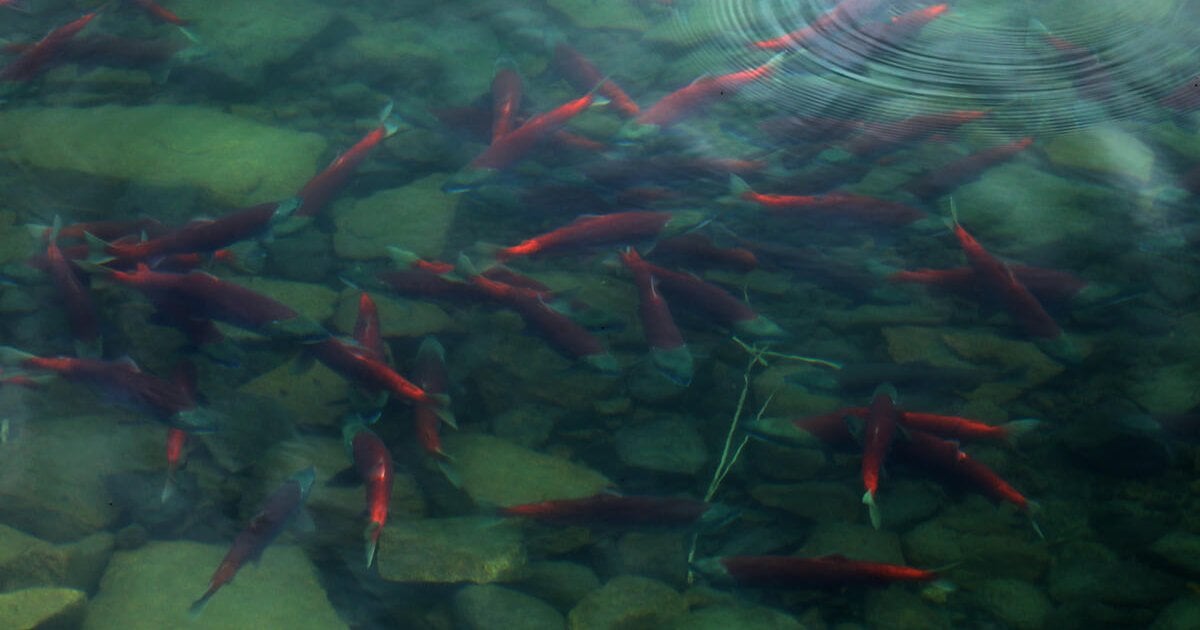 Salmon Country: Protecting Alaska’s Way of Life | World Wildlife Fund