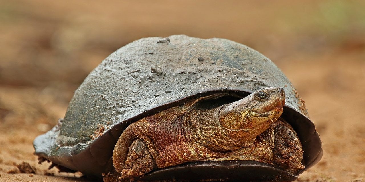742 New Species Found in Congo Basin | World Wildlife Fund