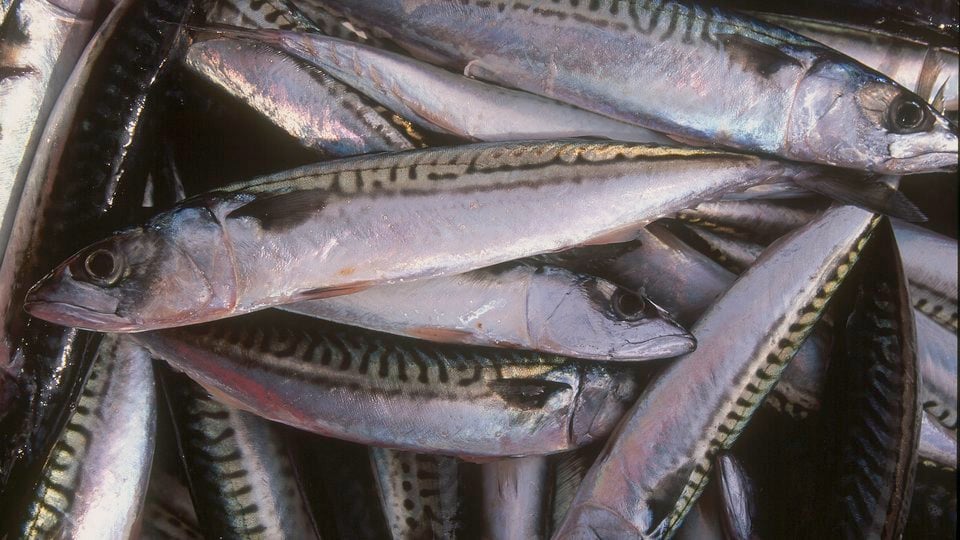 Illegal Fishing (and How to Stop It) | WWF