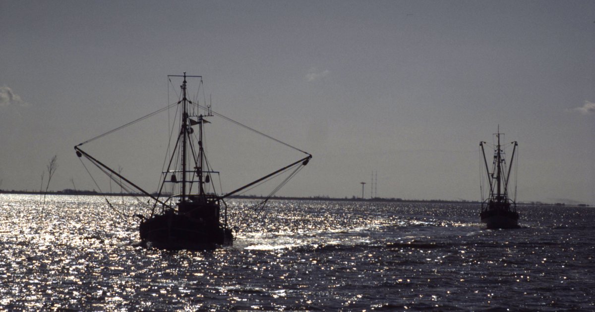 Illegal Fishing (and How to Stop It) | WWF