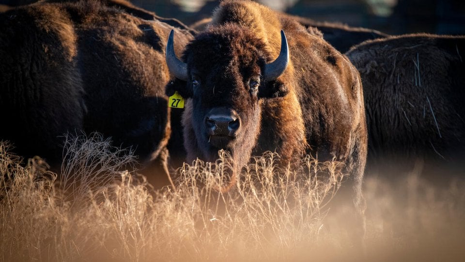 Bison help to restore grasslands | World Wildlife Fund