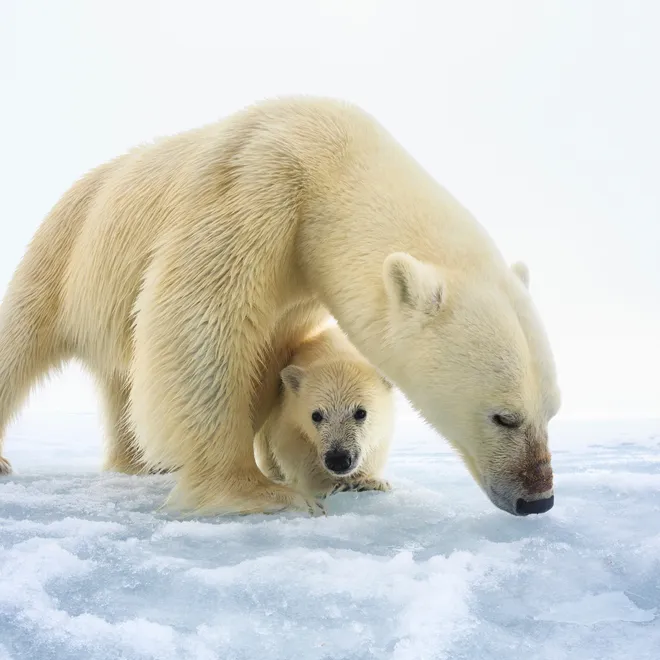 Polar Bears and Climate Change | World Wildlife Fund