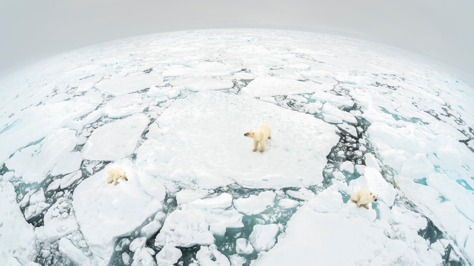 Conservación Del Oso Polar En Un Ártico Cambiante | WWF