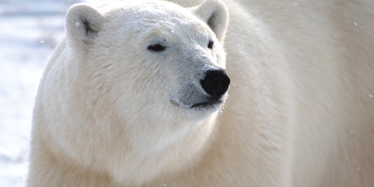 Glimpsing Polar Bears at the Edge of the Arctic | World Wildlife Fund
