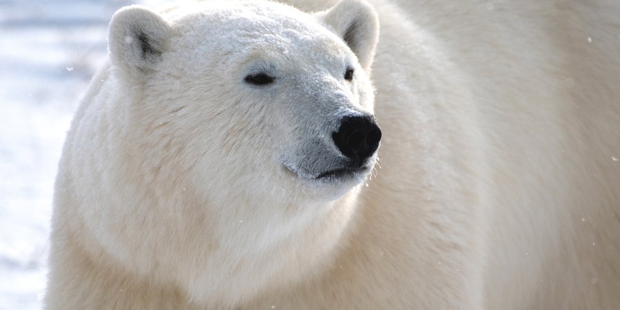 Glimpsing Polar Bears at the Edge of the Arctic | World Wildlife Fund