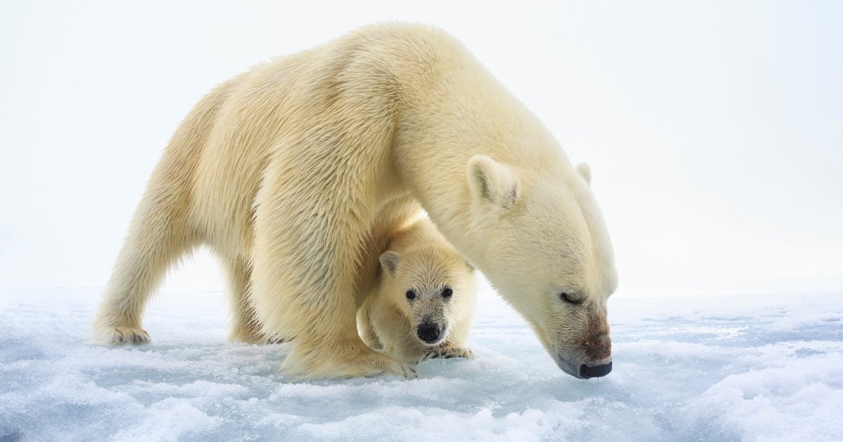 Global Warming Polar Bears