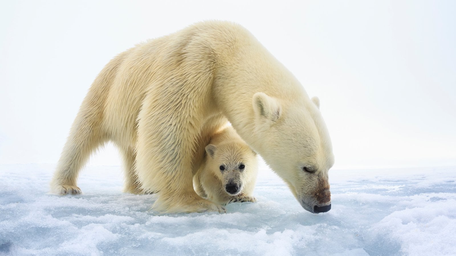 Conservación Del Oso Polar En Un Ártico Cambiante | WWF