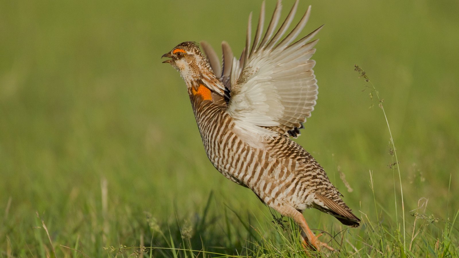 Love in the Wild: Animal Mating Rituals | World Wildlife Fund