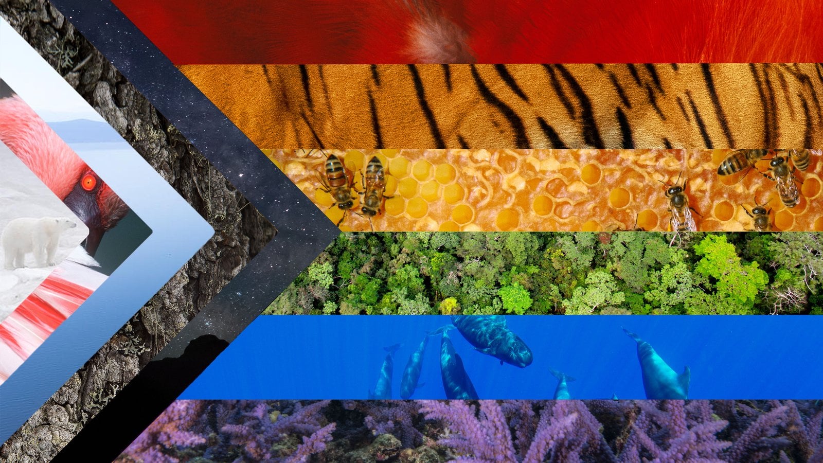 Queer Behaviors in Wildlife: Nature’s Diversity Revealed | World ...
