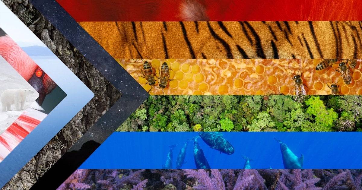 Queer Behaviors in Wildlife: Nature’s Diversity Revealed | World ...