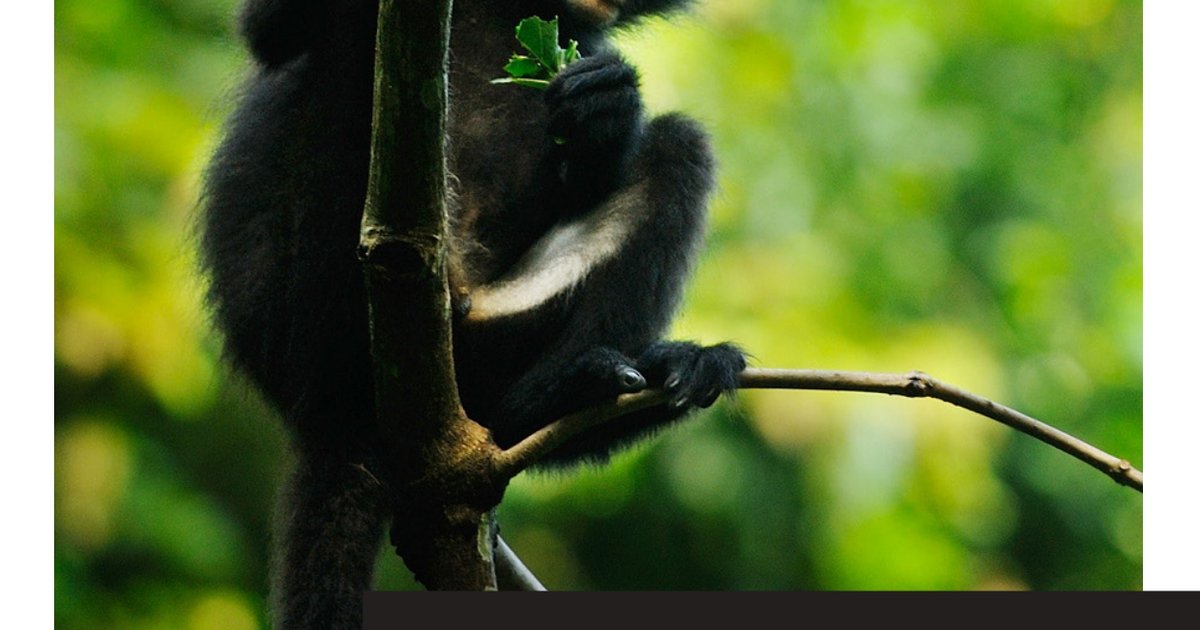 Primates of the Greater Mekong: Status, Threats, and Conservation ...
