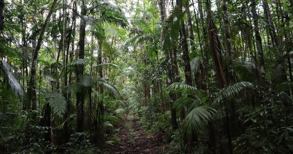 WWF and P&G: A Timeline of Sustainability Milestones | World Wildlife Fund